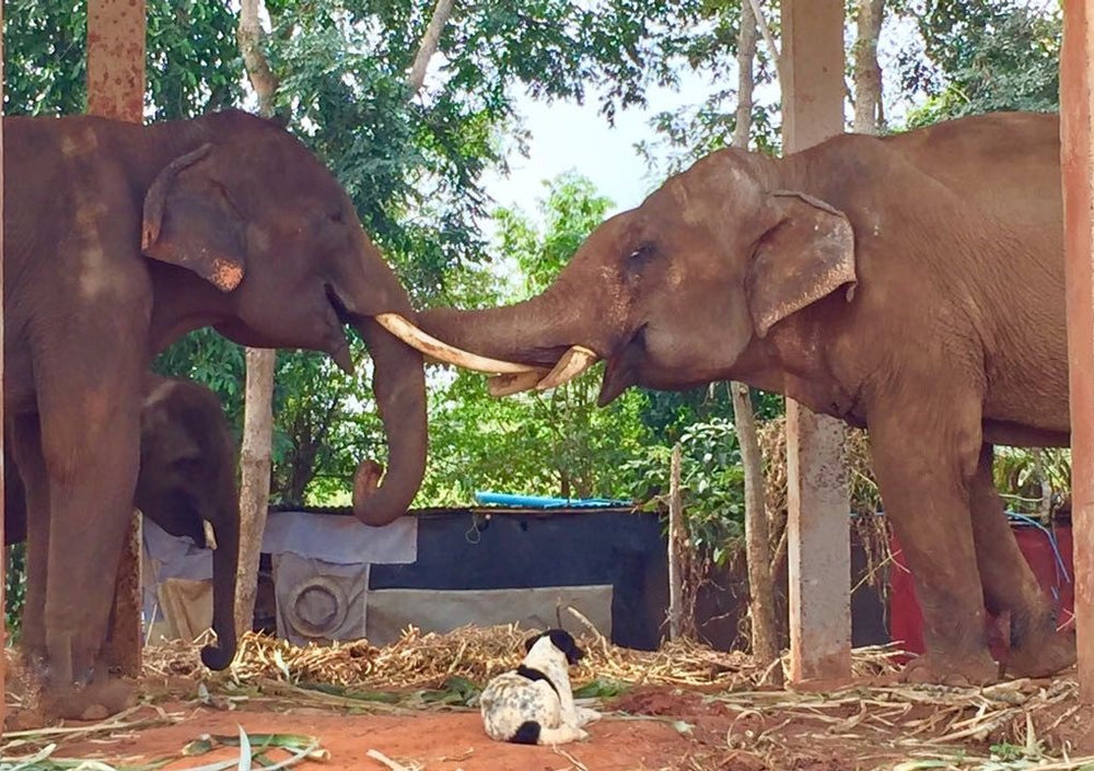 The World's Rarest Coffee. Naturally Refined By Elephants.